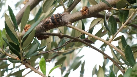 Cicadidae insect on Branch of olive tree... | Stock Video | Pond5