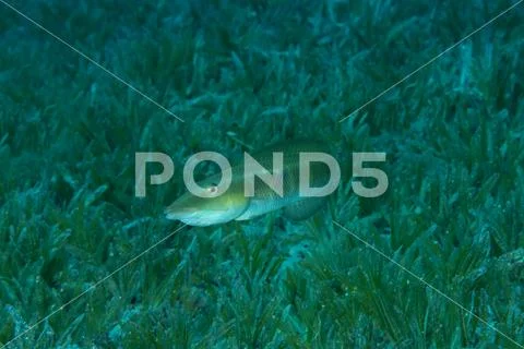 Cigar Wrasse Cheilio inermis swim over sea grass Red Sea Dahab Egypt ...