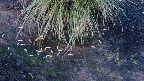 Cigarette On Plant Stock Videos – Royalty-Free HD & 4K Videos | Pond5