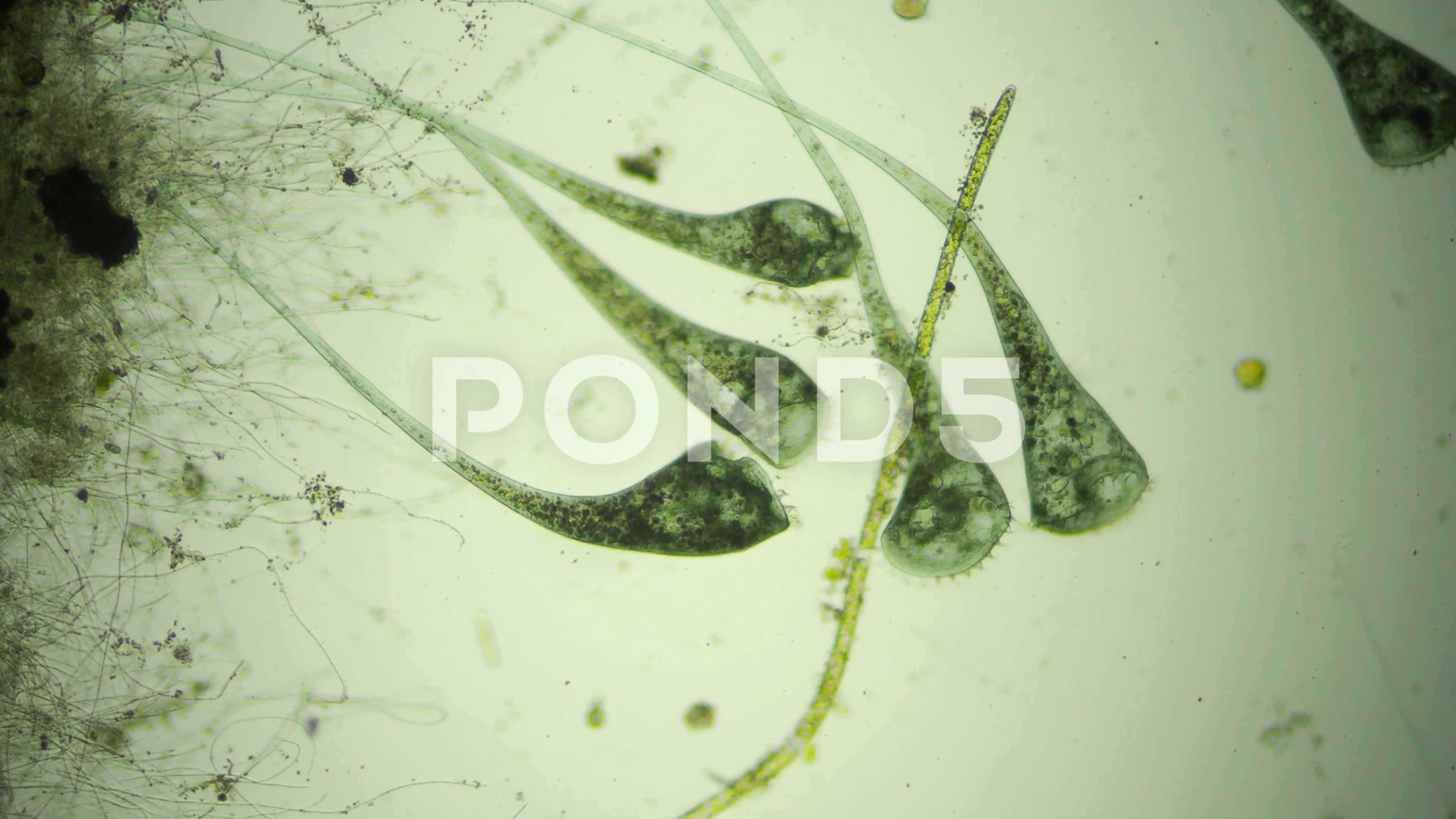 Stentor Microscope Slide