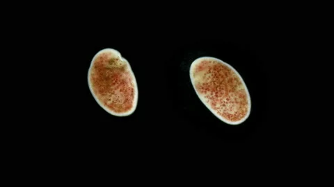 Ciliophora under a microscope, class Cil... | Stock Video | Pond5