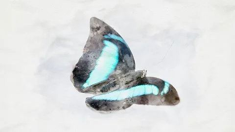 Butterfly Watercolor Stock Videos – Royalty-Free HD & 4K Videos