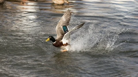 Cinemagraph of a duck frozen in take-off... | Stock Video | Pond5