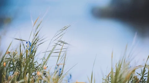 Cinemagraph Loop - Beautiful Flowers and... | Stock Video | Pond5