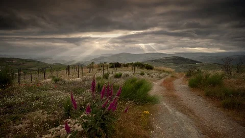 Cinemagraph Loop - Flowers on the Trail ... | Stock Video | Pond5