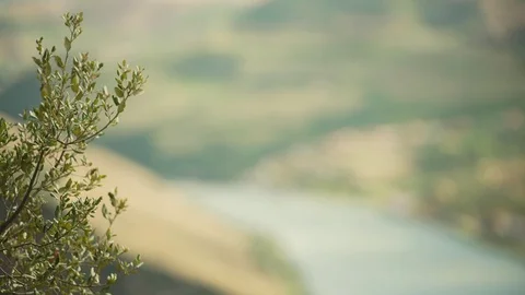 Cinemagraph Loop - Tree and Blurry Valle... | Stock Video | Pond5