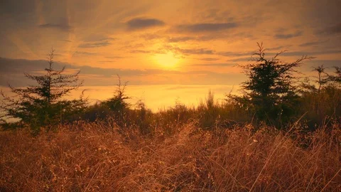 Cinemagraph Loop - Trees through the Gra... | Stock Video | Pond5