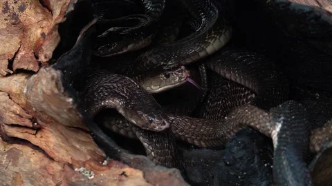 Cinemagraph of Nest of Snakes with Black... | Stock Video | Pond5