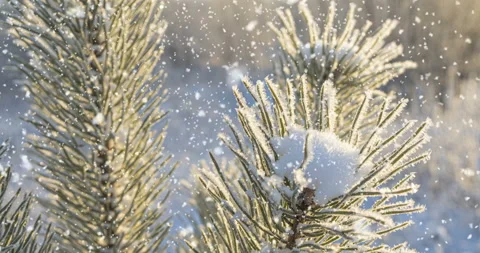 CINEMAGRAPH. Snow falling at the fir tre... | Stock Video | Pond5