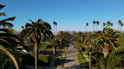 Cinematic aerial shot of iconic palm tre... | Stock Video | Pond5