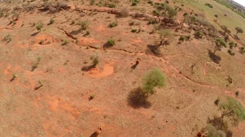 Elephants Aerial Stock Video Footage | Royalty Free Elephants Aerial ...