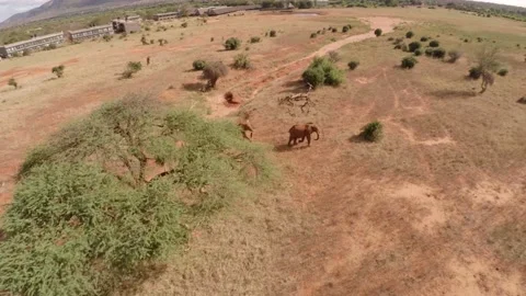 Elephants Aerial Stock Video Footage | Royalty Free Elephants Aerial ...