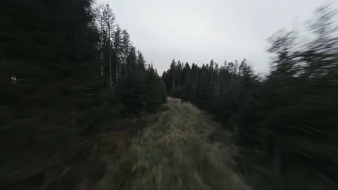 Cinematic aerial view of pine tree fores... | Stock Video | Pond5