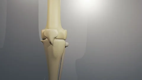Cinematic Animation of a Knee Joint | Stock Video | Pond5