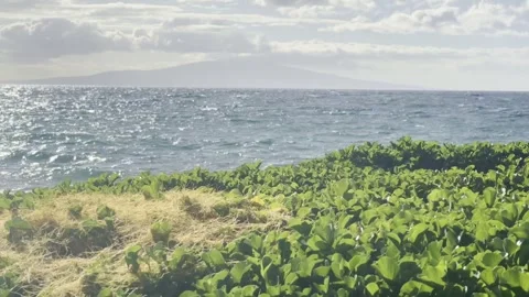 Cinematic booming up shot of beach plant... | Stock Video | Pond5