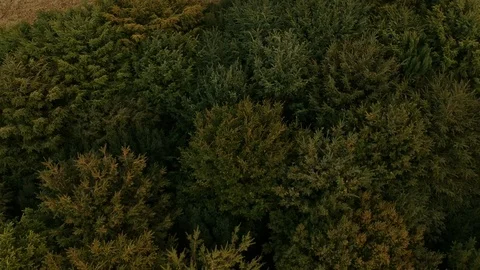 Cinematic drone reveal shot of a forest'... | Stock Video | Pond5
