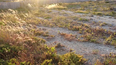 Cinematic nature b-roll footage scene of... | Stock Video | Pond5