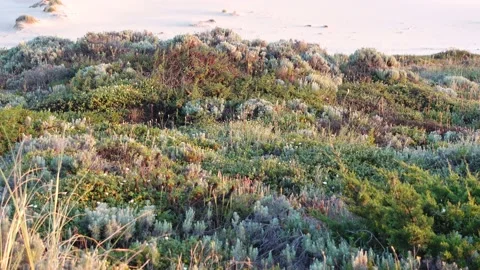 Cinematic nature b-roll footage scene of... | Stock Video | Pond5