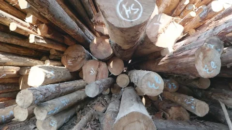 Cinematic shot into a pile of cut tree t... | Stock Video | Pond5