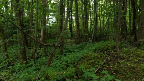 Cinematic Shot of Thick Forest in Scandi... | Stock Video | Pond5