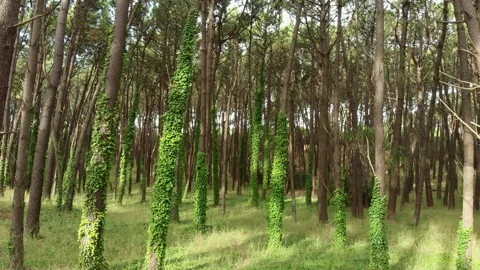 Cinematic shot of trees in a magical bri... | Stock Video | Pond5