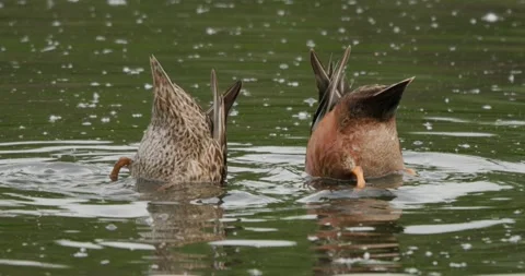 Butt Female Butt Stock Footage ~ Royalty Free Stock Videos | Pond5