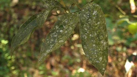 Cinnamon trees in Kerala India. | Stock Video | Pond5