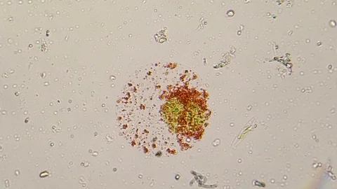 Circular colony of unicellular red micro... | Stock Video | Pond5