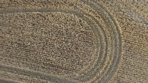 Circular footprints in wheat fields. Top... | Stock Video | Pond5