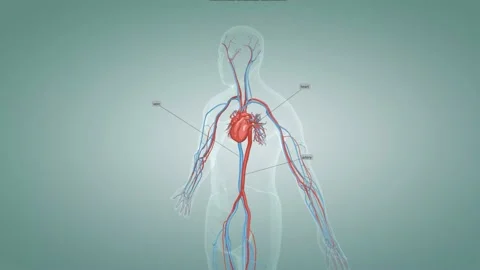 circulatory system or cardiovascular sys... | Stock Video | Pond5