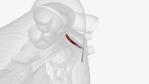 Left Branch Blockage Stock Videos – Royalty-Free HD & 4K Videos | Pond5