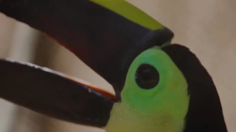 Citron-Throated Toucan Bird Ramphastos c... | Stock Video | Pond5