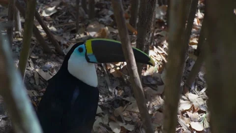 Citron-Throated Toucan Bird Ramphastos c... | Stock Video | Pond5