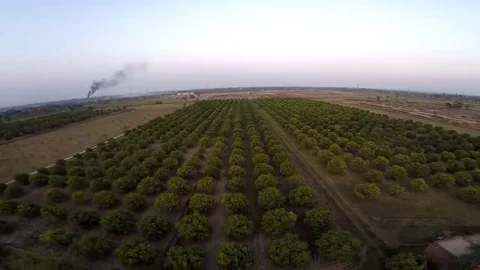Citrus Field sargodha A.mp4 | Stock Video | Pond5