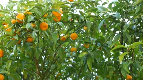 Mandarin Orange Tree Stock Videos – Royalty-Free HD & 4K Videos | Page 2