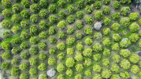 Citrus Orchard Stock Video Footage | Royalty Free Citrus Orchard Videos ...