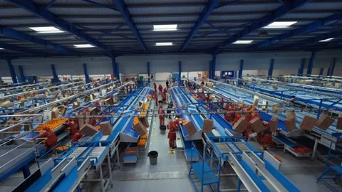Citrus Packing Stock Videos – Royalty-Free HD & 4K Videos