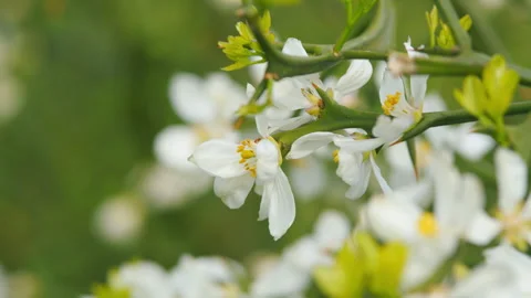 Citrus Poncirus Trifoliata Japanese Hard... | Stock Video | Pond5