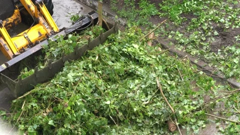 Beautification Day Stock Videos – Royalty-Free HD & 4K Videos | Pond5