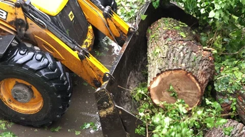 Beautification Day Stock Videos – Royalty-Free HD & 4K Videos | Pond5