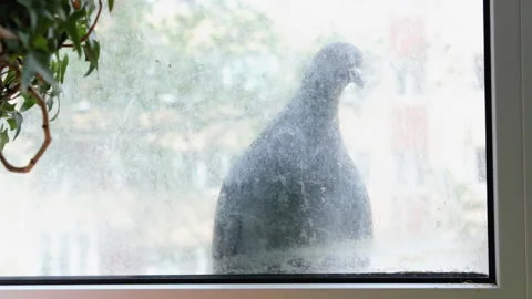 City bird outside window walking and jum... | Stock Video | Pond5