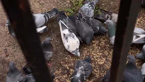 Cast Of Manhatten Stock Videos – Royalty-Free HD & 4K Videos | Pond5