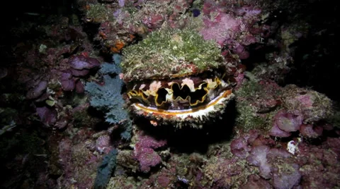 Clam Underwater Stock Footage ~ Royalty Free Stock Videos | Pond5