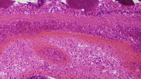 Clam gill cross section under microscope... | Stock Video | Pond5