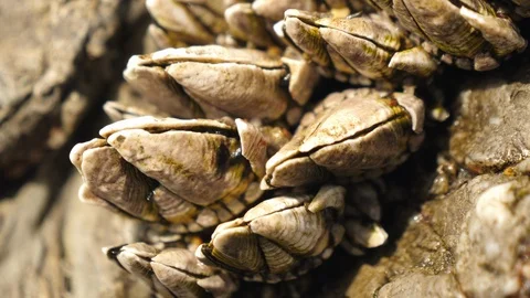 Clams and shells stuck on the rocks in K... | Stock Video | Pond5