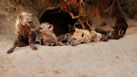 A Clan Of Hyenas Resting In Den | Stock Video | Pond5