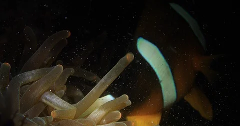 Clark's Anemonefish (Amphiprion clarkii)... | Stock Video | Pond5