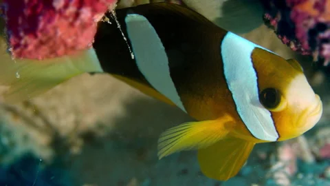Clarks anemonefish Amphiprion clarkii pe... | Stock Video | Pond5