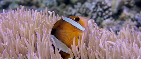 Clarks anemonefish Amphiprion clarkii pe... | Stock Video | Pond5