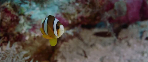 Clarks anemonefish Amphiprion clarkii pe... | Stock Video | Pond5